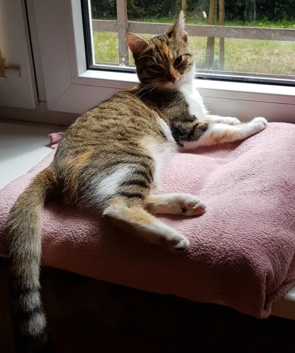 Zaginął kot, Łódź, Zdrowie, 12 stycznia 2026