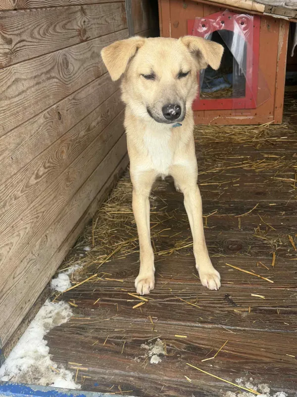 Pies do adopcji, Orzechowce, 26 stycznia 2026