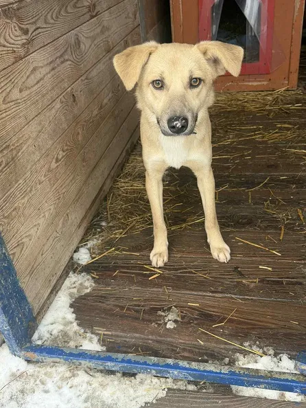 Pies do adopcji, Orzechowce, 26 stycznia 2026