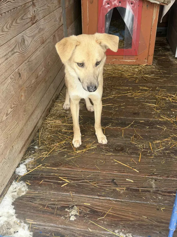 Pies do adopcji, Orzechowce, 26 stycznia 2026