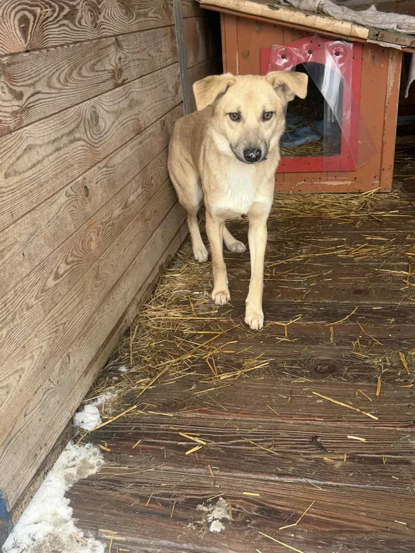 Pies do adopcji, Orzechowce, 26 stycznia 2026