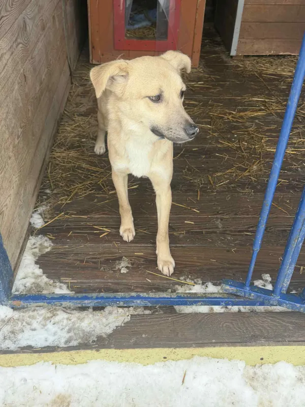 Pies do adopcji, Orzechowce, 26 stycznia 2026